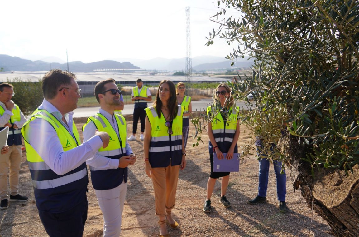 La Junta inicia las obras de ornamentación de la rotonda de San Roque ... La Junta inicia las obras de ornamentación de la rotonda de San Roque ...